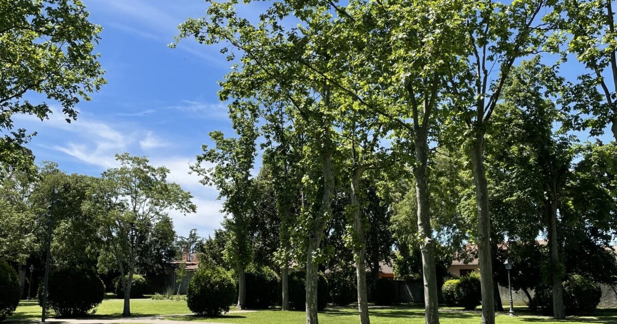 Charte de l'arbre : tout savoir sur "L'arbre en ville" - Cugnaux